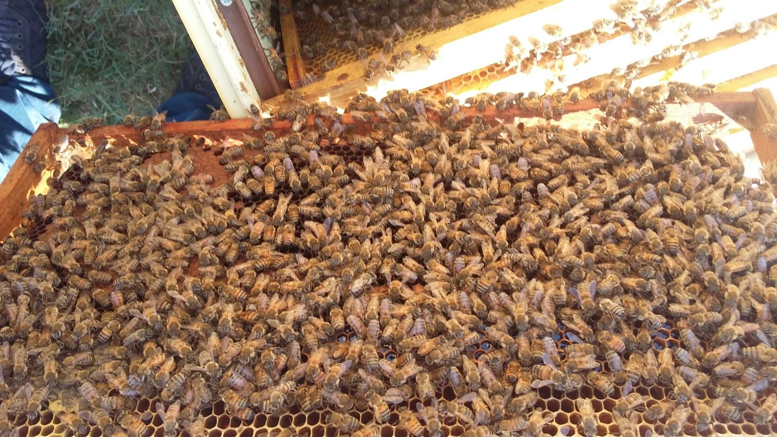 Makrohive | Mainpage
